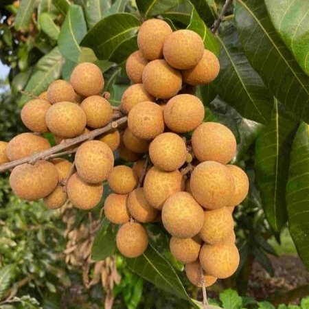 4-Season Longan Grafted Fruit Plant – Plants Villa