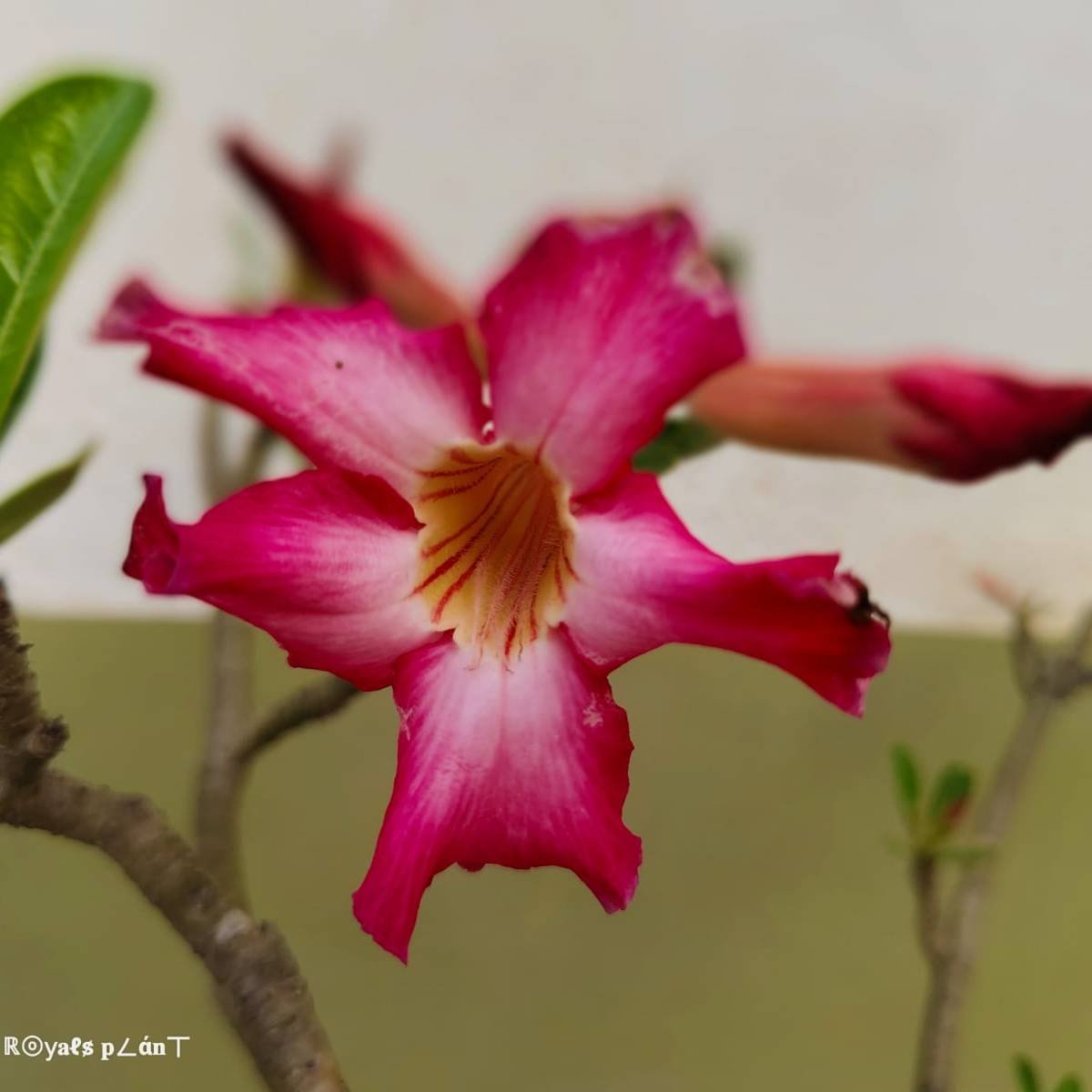 Adenium Grafted Flowers Plant - (5 Years Old Codex) – Plants Villa