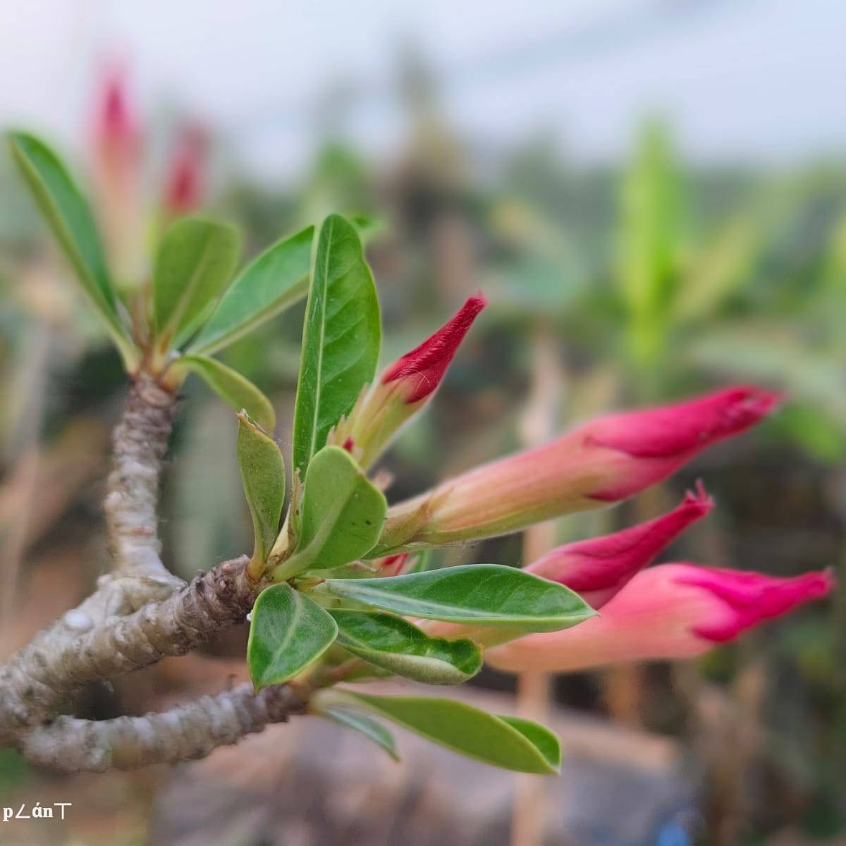 Adenium Grafted Flowers Plant - (5 Years Old Codex) – Plants Villa
