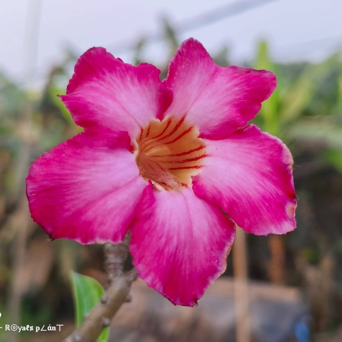 Adenium Grafted Flowers Plant - (5 Years Old Codex) – Plants Villa
