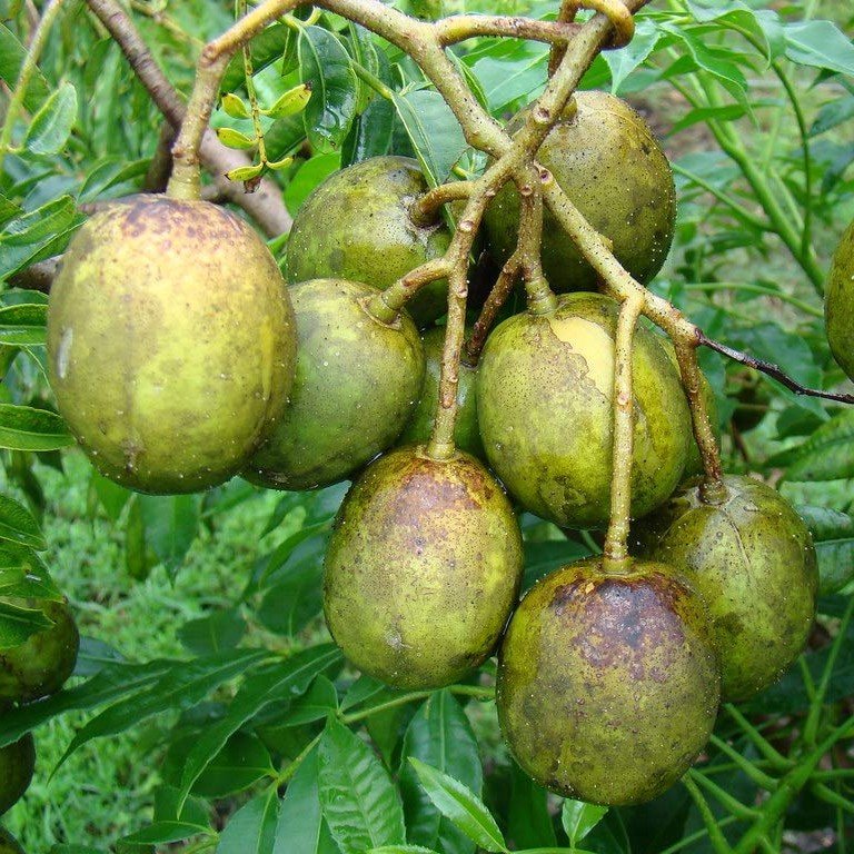 All Time Hog Plum - (Amra) Grafted Fruit Plant – Plants Villa