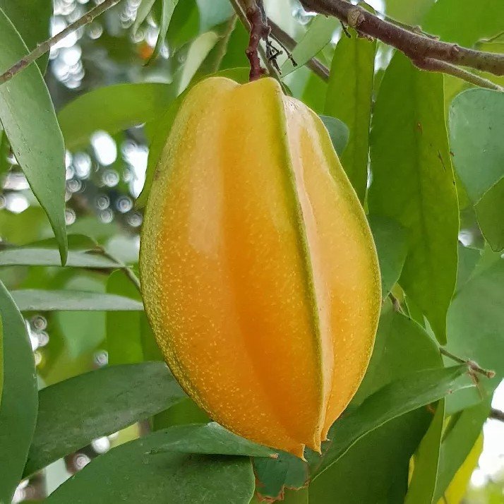 All Time Star Fruit Plant – Plants Villa
