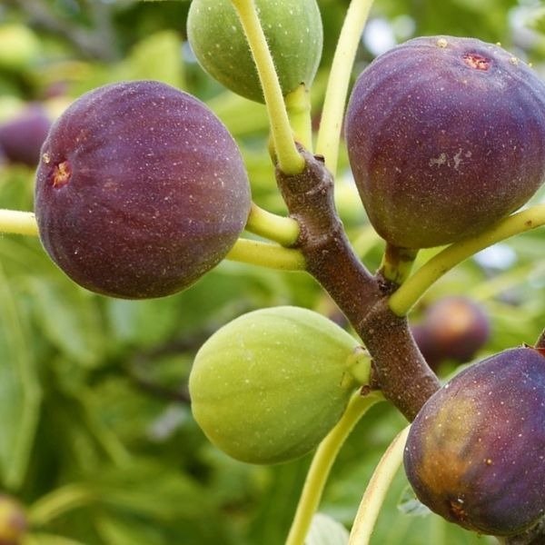 All-Timer Fig Fruit Plant – Plants Villa