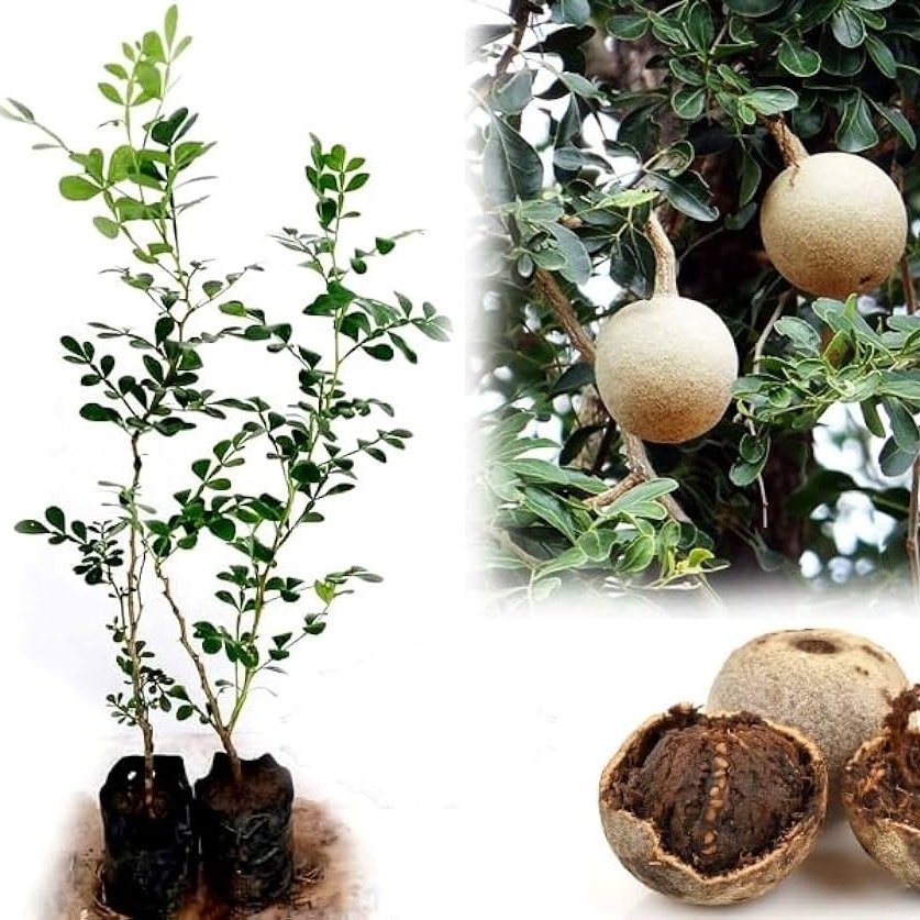 Alltime-Hybrid Seedless Wood Apple Fruit Plant – Plants Villa