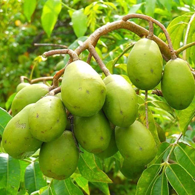Alltime Thai Varitey Olive-Grafted Fruit Plant – Plants Villa