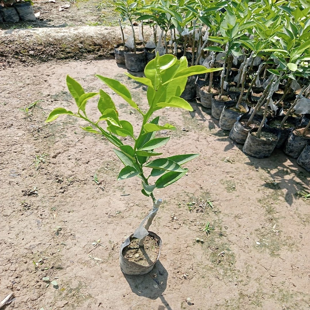 Alltime Yellow Malta Grafted & Hybrid Fruit Plant – Plants Villa