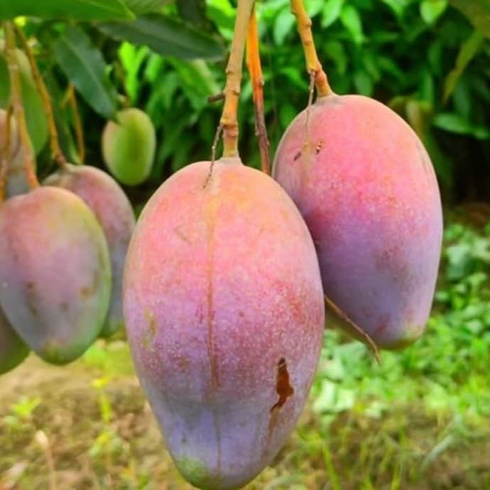 Ambika Mango | Grafted & Hybrid Fruit Plant – Plants Villa