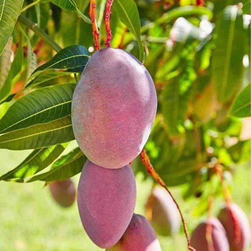Amrapali Mango-Grafted Fruit Plant – Plants Villa