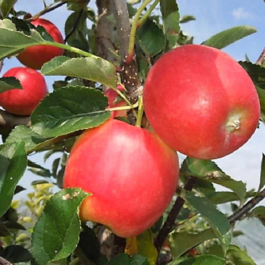 Apple Hot Climate Hybrid & Grafted Fruit Plant – Plants Villa