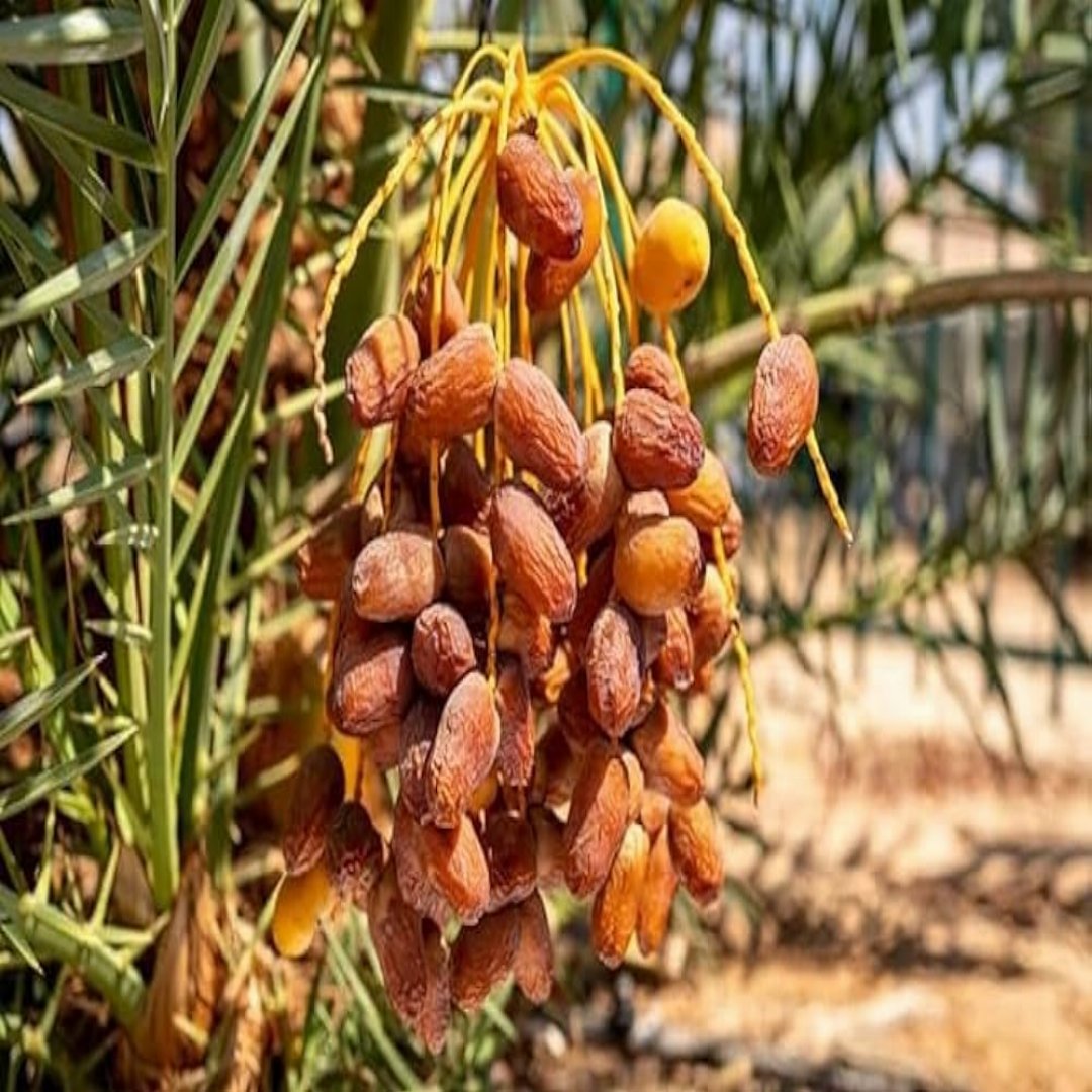 Arabian Dwarf Variety Date Plum | Live Plant – Plants Villa