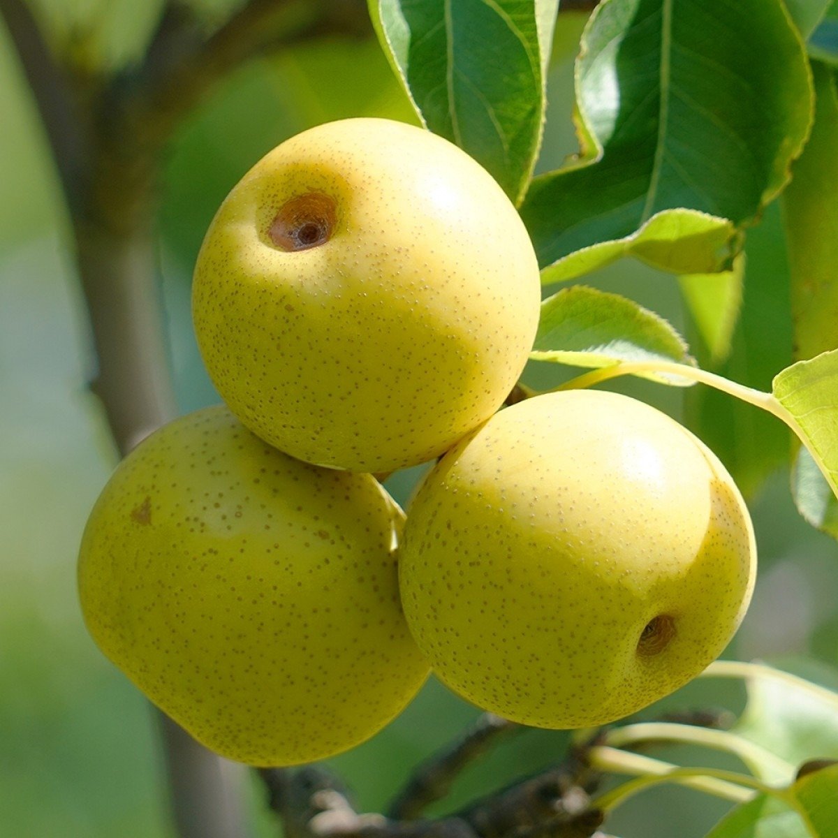 Asian Ball Nashpati (Pear) Fruit Plant – Plants Villa