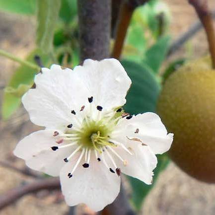Asian Golden Nashpati (Pear)-Grafted Fruit Plant – Plants Villa