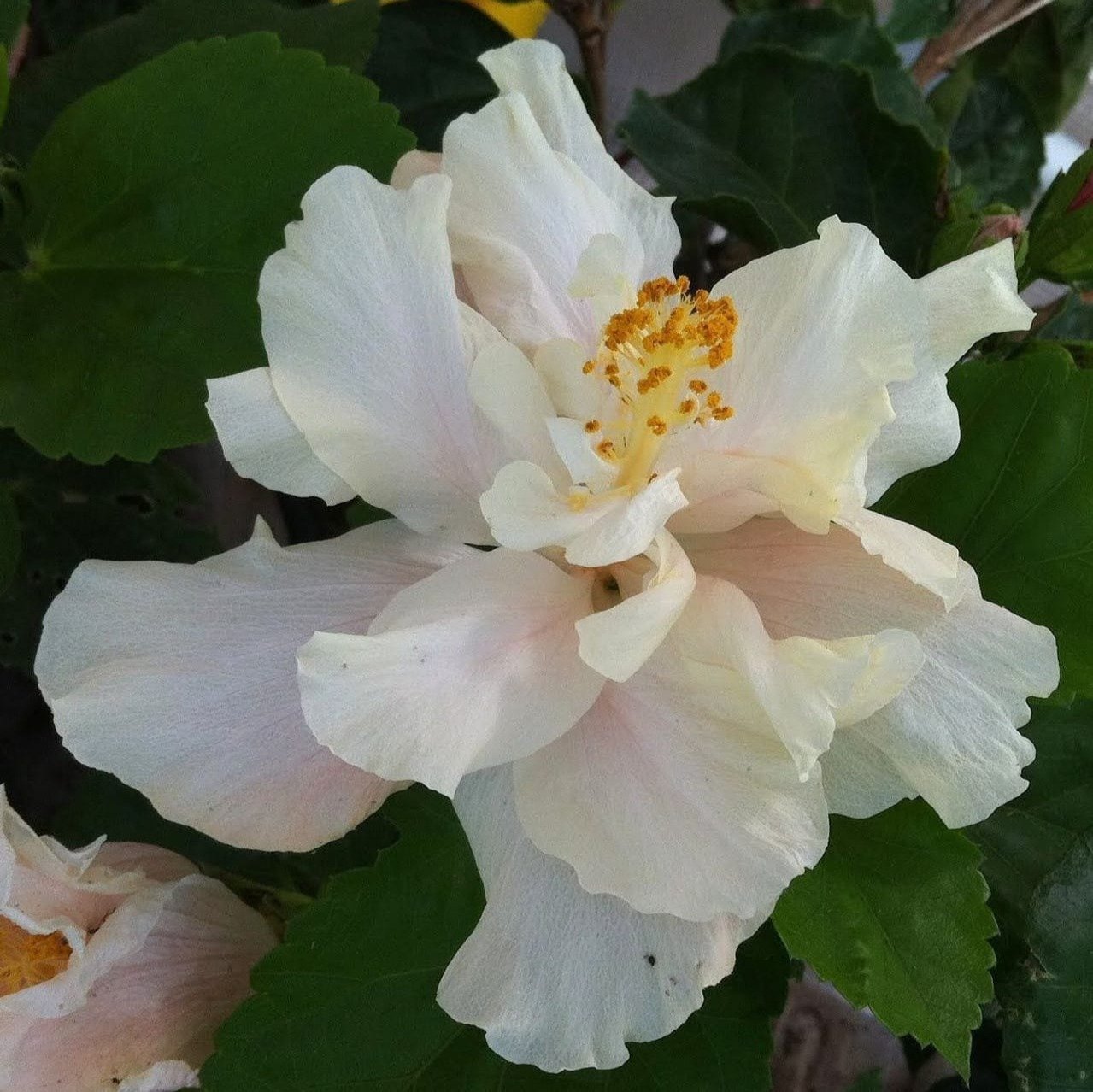 Australian Thoka Varitey Hibiscus Flower Plant - White – Plants Villa