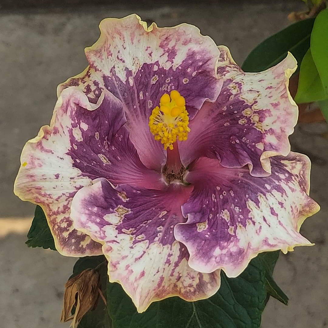 Australian Varitey-Grafted Hibiscus Flower Plant – Plants Villa