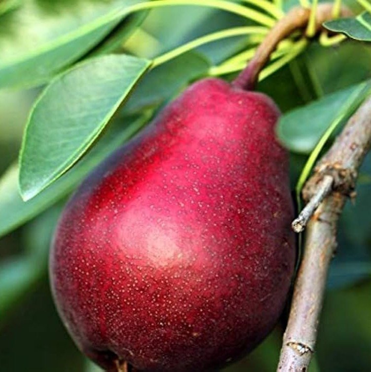 Babugosha_ Red Nashpati (Pear) Hybrid & Grafted Fruit Plant – Plants Villa