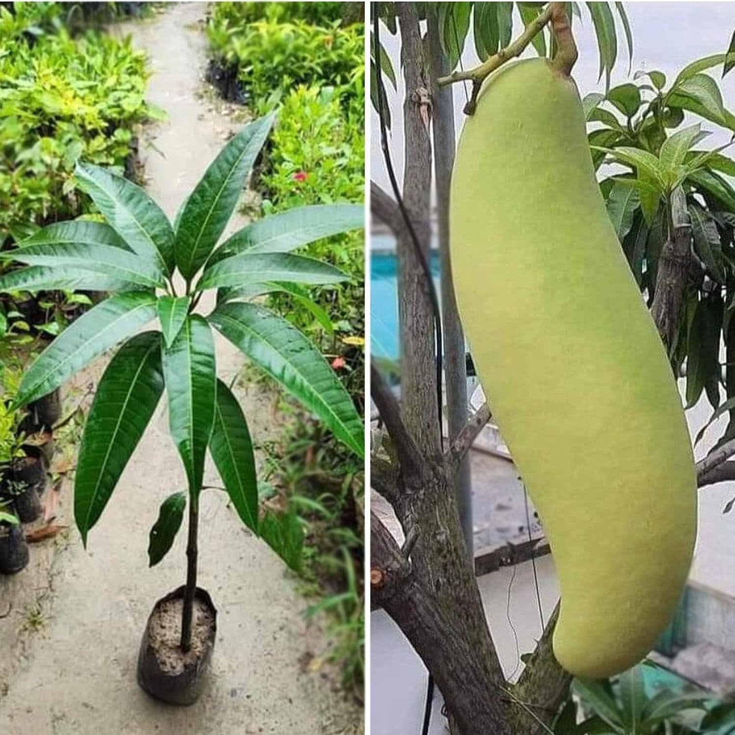 Banana Mango | Grafted Fruit Plant – Plants Villa