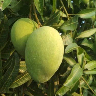 Banganapalle Mango-Grafted Fruit Plant – Plants Villa