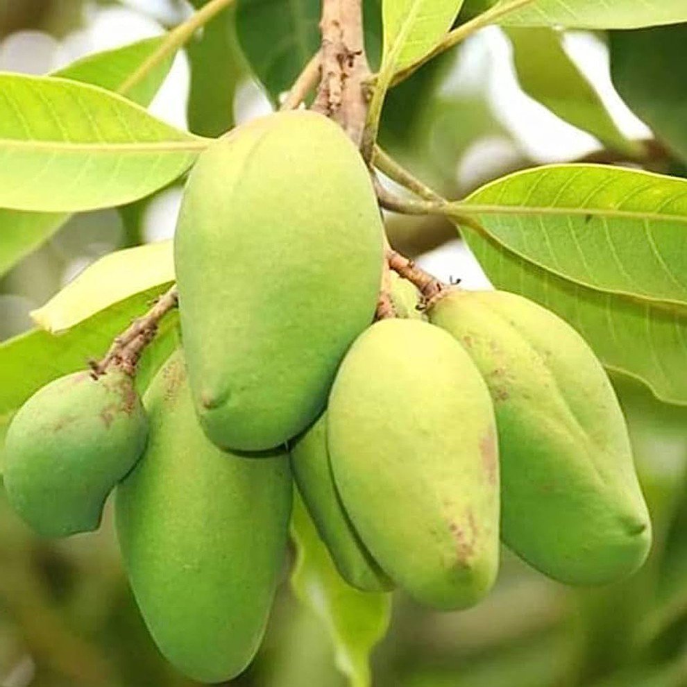 Bari-11 Mango | Grafted Fruit Plant – Plants Villa
