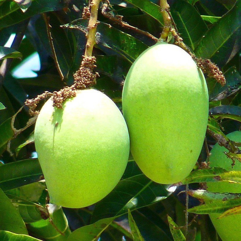 Bari-11 Mango | Grafted Fruit Plant – Plants Villa
