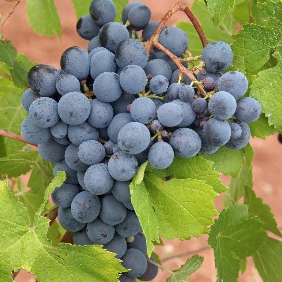 Black Grapes Fruit Plant – Plants Villa