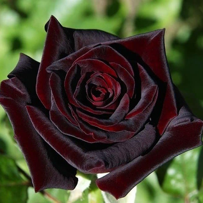 Black Lady-Rose Flower Plant – Plants Villa
