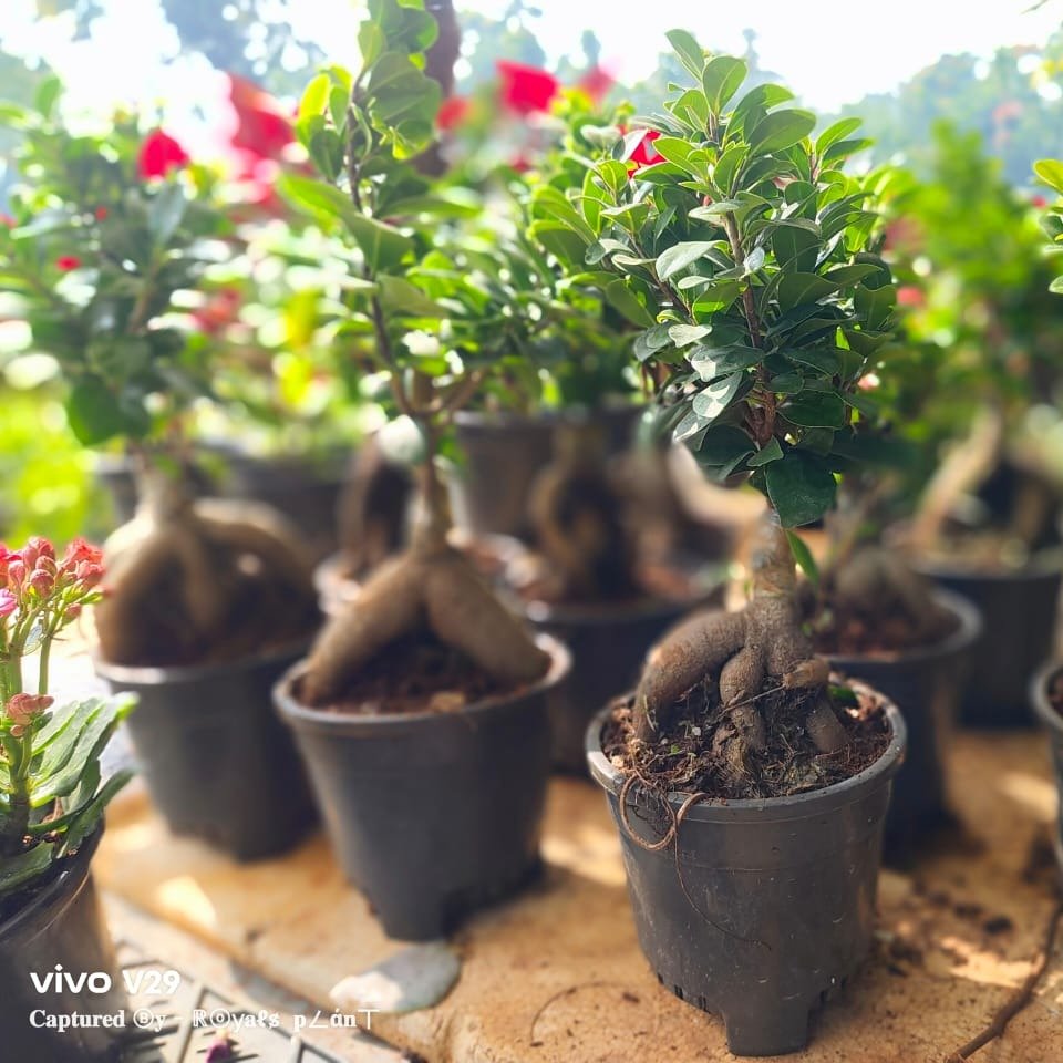 Bonsai Plant_Grafted Chinise Banyan Tree-(Chaina Bot) – Plants Villa