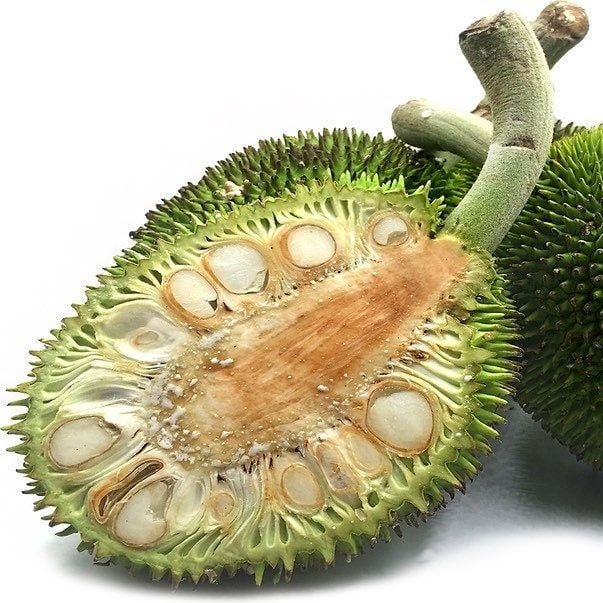 Bread-Fruit Plant – Plants Villa
