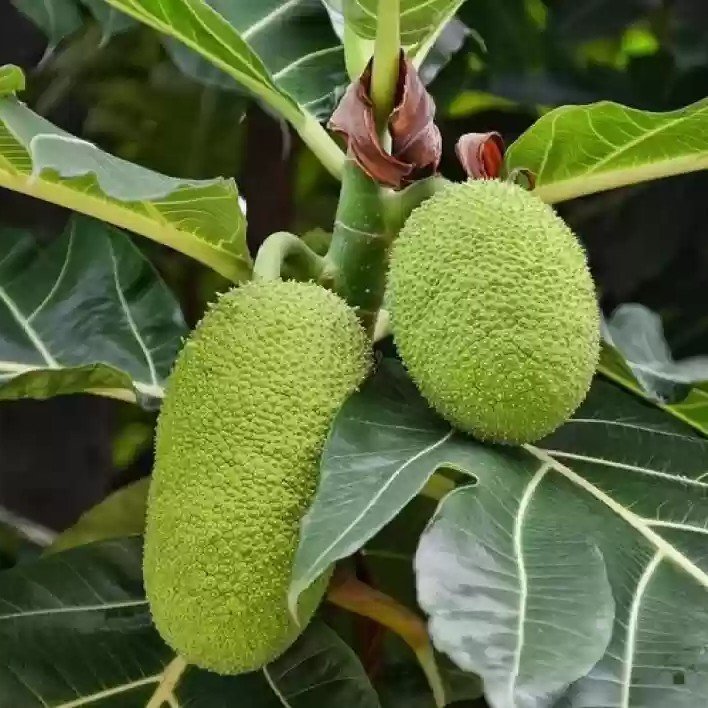 Bread-Fruit Plant – Plants Villa