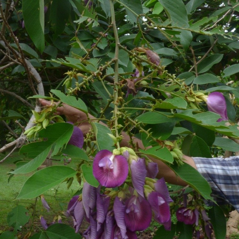 Butterfly Pea Tree-Clitoria Arborea | Rare Live Plant – Plants Villa