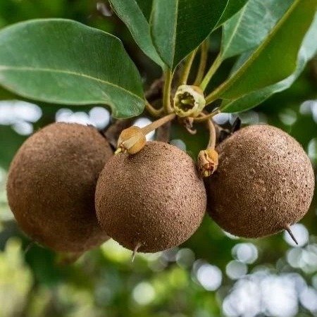 California Chikoo Fruit Plant – Plants Villa