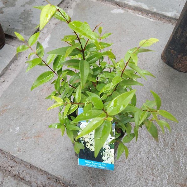 CatsEye-Berry Fruit Plant – Plants Villa