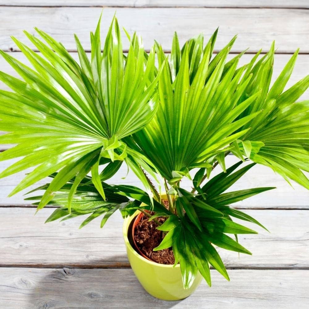 Chainise plam Plant – Plants Villa