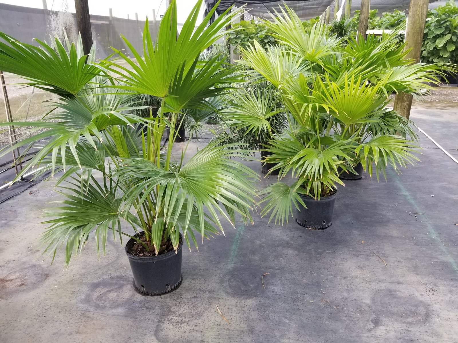 Chainise plam Plant – Plants Villa