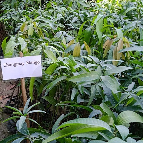 Chiang-Mai Mango Fruit Plant – Plants Villa