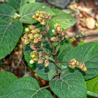 Clerodendrum infortunatum_Hill Glory ( Bhat) Flower Plant – Plants Villa