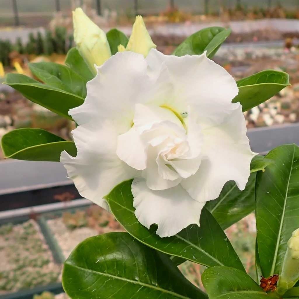 Desert Rose Adenium Grafted Flowers Plant - White – Plants Villa
