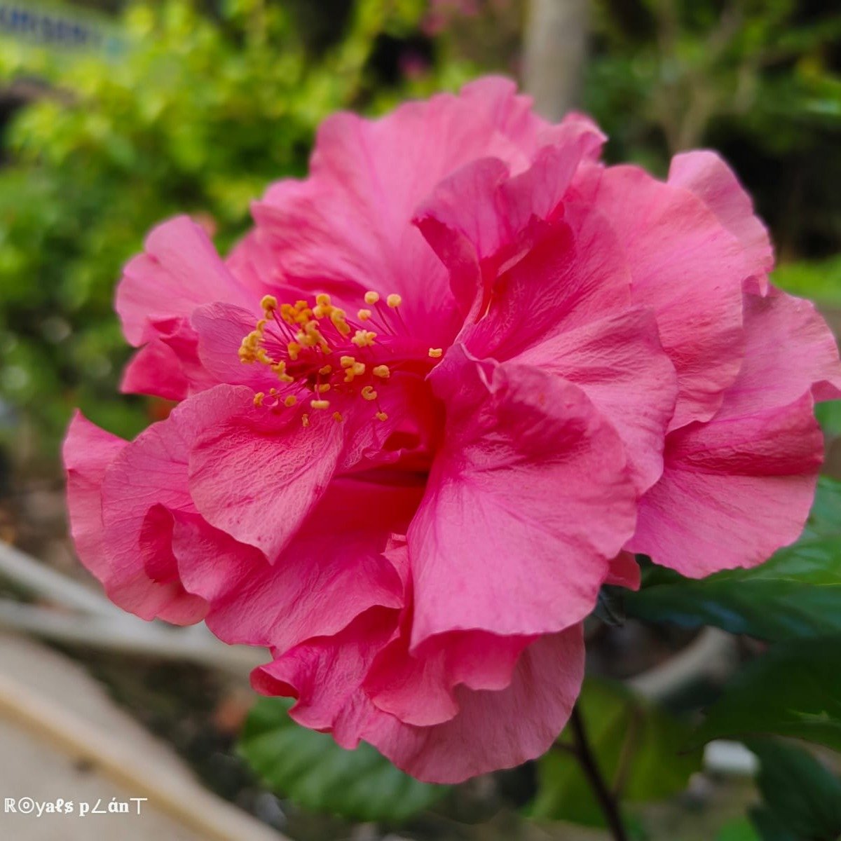 Double Petal Grafted Hibiscus Flower Plants - Pink – Plants Villa