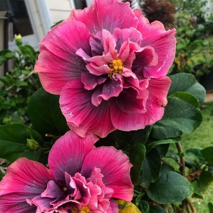 Double Petal Varitey-Grafted Hibiscus Flower Plant – Plants Villa