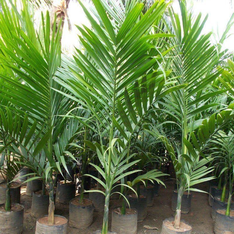 Dwarf Varitey-Betel Nut (Supari) Fruit Plant – Plants Villa