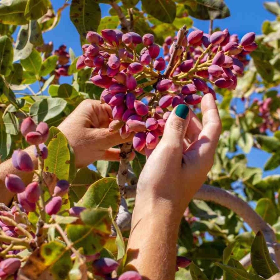 Dwarf Varitey Red Pistachio Hybrid & Grafted - Fruit Plant – Plants Villa