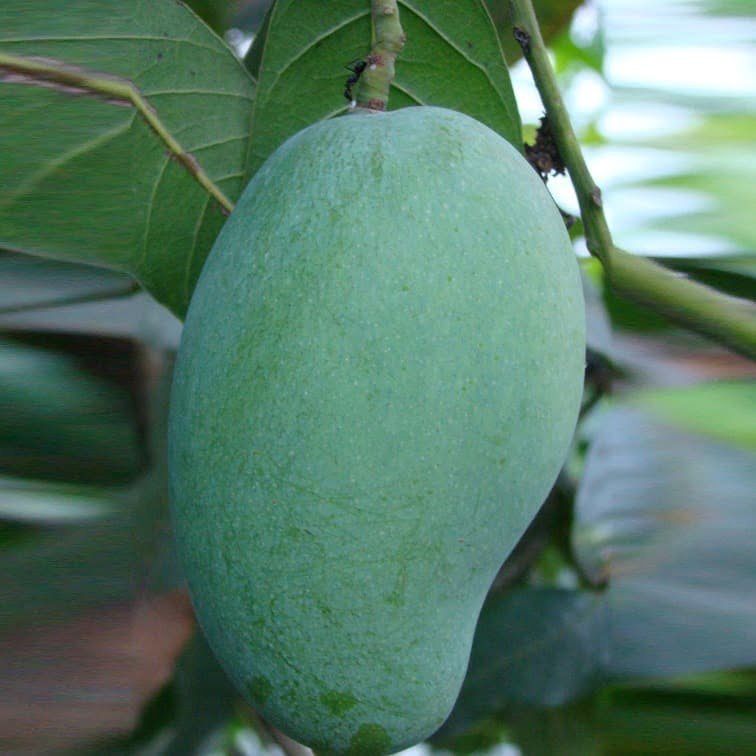 Fazli Mango | Grafted Fruit Plant – Plants Villa