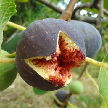 FIve-Fingure Fig Fruit Plant – Plants Villa