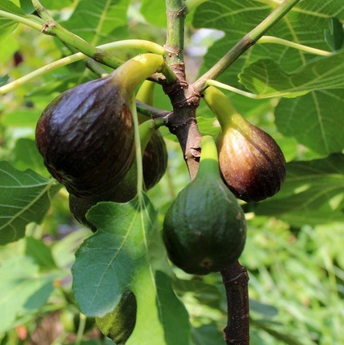 FIve-Fingure Fig Fruit Plant – Plants Villa