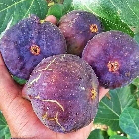 FIve-Fingure Fig Fruit Plant – Plants Villa