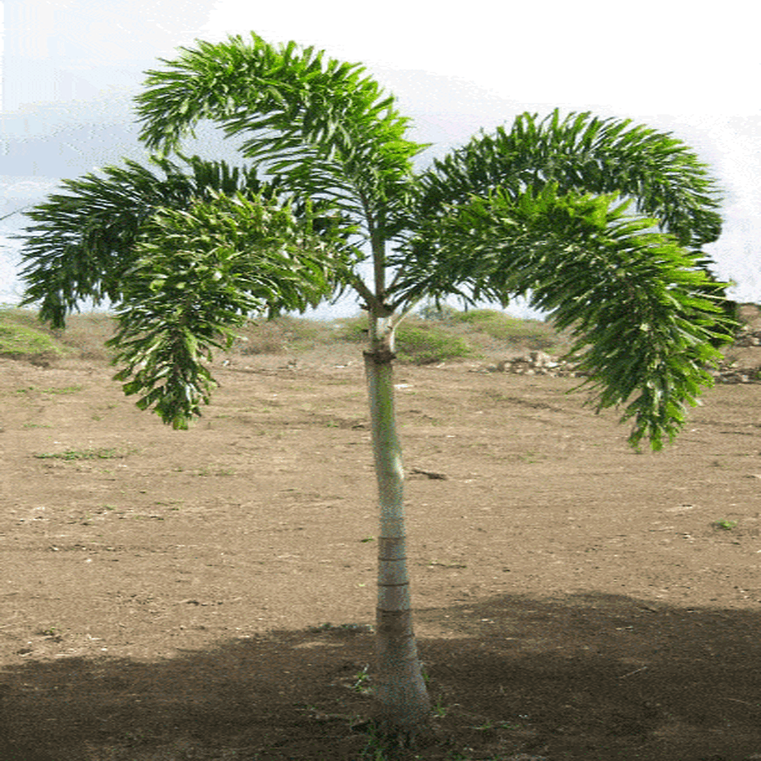 Foxtail Plam Live Plant_Wodyetia Bifurcata – Plants Villa