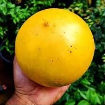 Gaint Abui | Pouteria Caimito Grafted & Hybrid Fruit Plant – Plants Villa