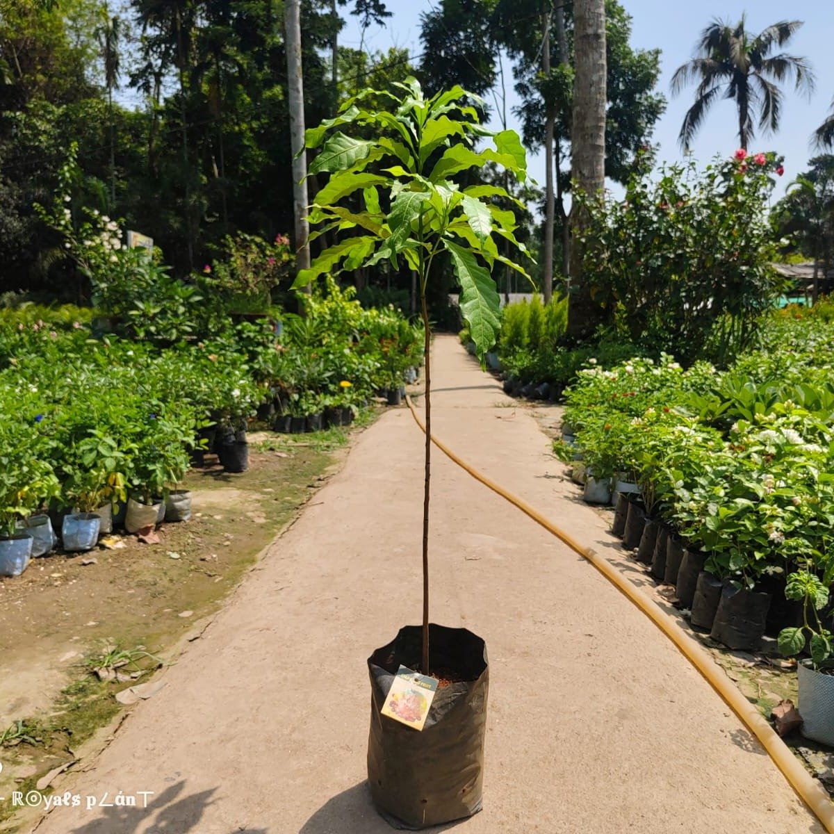 Gaint Abui | Pouteria Caimito Grafted & Hybrid Fruit Plant – Plants Villa