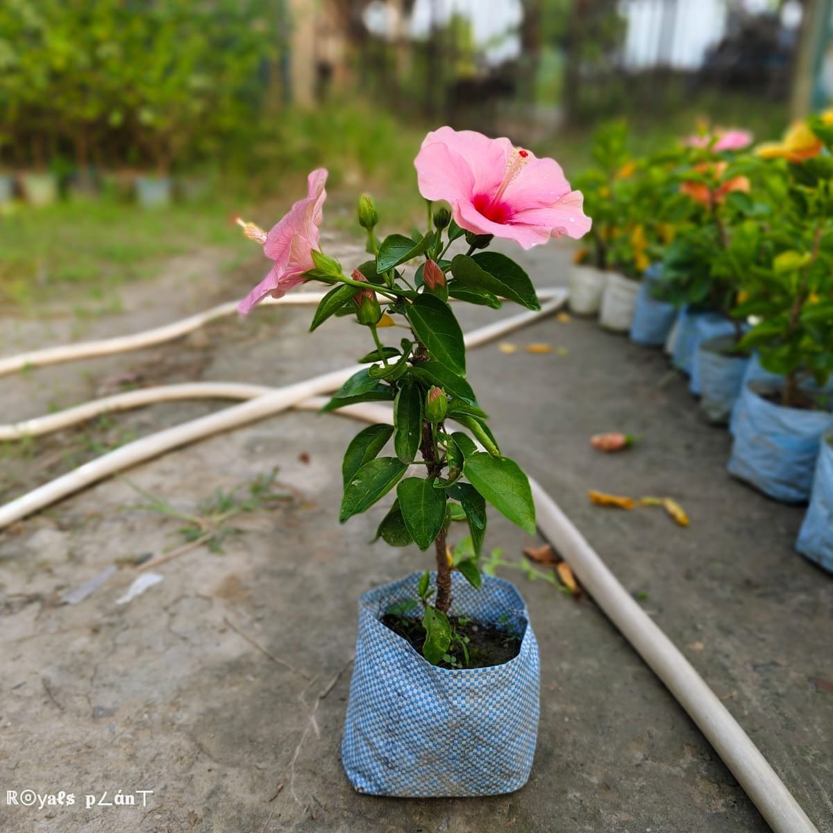 Giant Luna Hardy Pink Hibiscus Flowers Plant – Plants Villa
