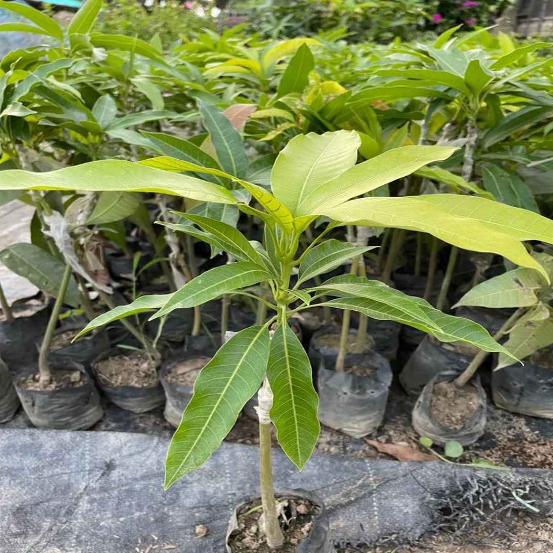 Gourmati Mango | Grafted Fruit Plant – Plants Villa