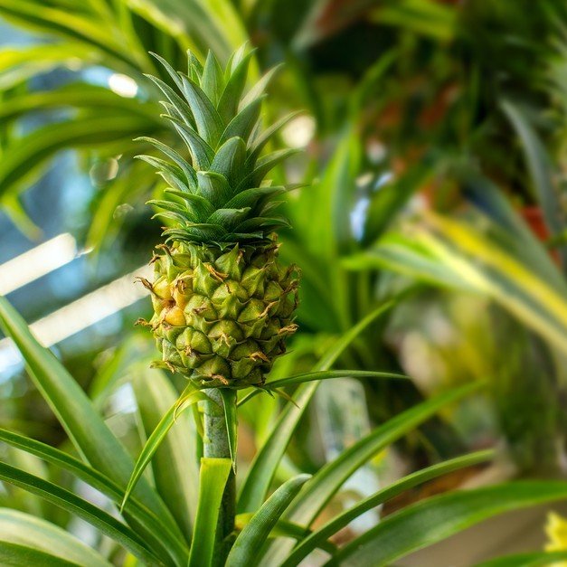 Green-Pineapple Fruit Plant – Plants Villa